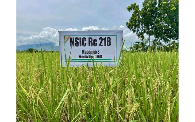 Philippines' Dinorado Wins 2nd Place at the World’s Best Rice Awards